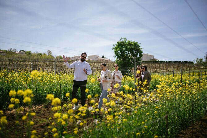 Istria Wine Tour from Rijeka and Opatija - Key Points