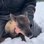 Ivalo: Magical Moments at the Reindeer Farm - Authenticity and Value