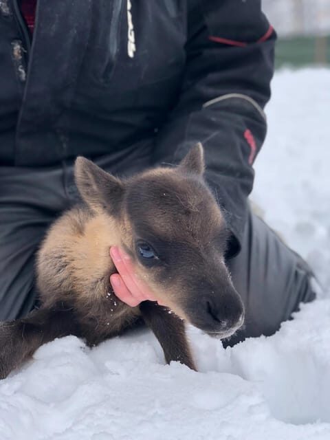 Ivalo: Magical Moments at the Reindeer Farm - Authenticity and Value