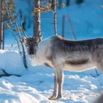 Ivalo: Northern Lights and Reindeer Farm Experience - The Practicalities