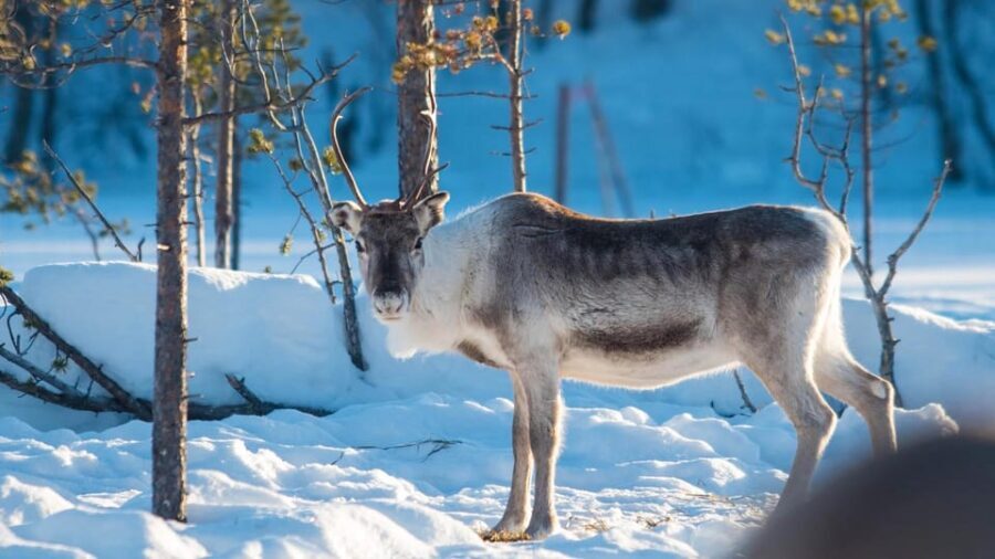 Ivalo: Northern Lights and Reindeer Farm Experience - The Practicalities
