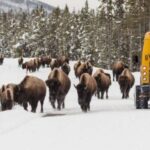 Jackson: 4-Day Grand Teton & Yellowstone Winter Tour - The Itinerary in Detail
