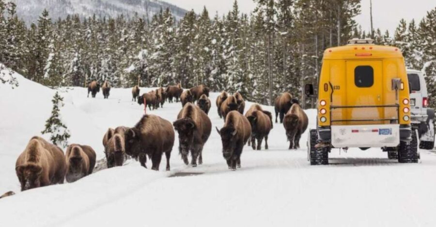 Jackson: 4-Day Grand Teton & Yellowstone Winter Tour - The Itinerary in Detail