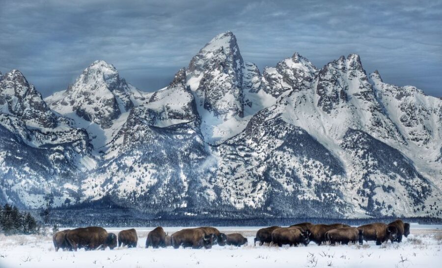 Jackson: Grand Teton and National Elk Refuge Winter Day Trip - Transportation and Group Size