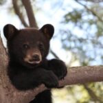 Jackson: Grand Teton National Park Guided Wildlife Tour - The Itinerary in Detail