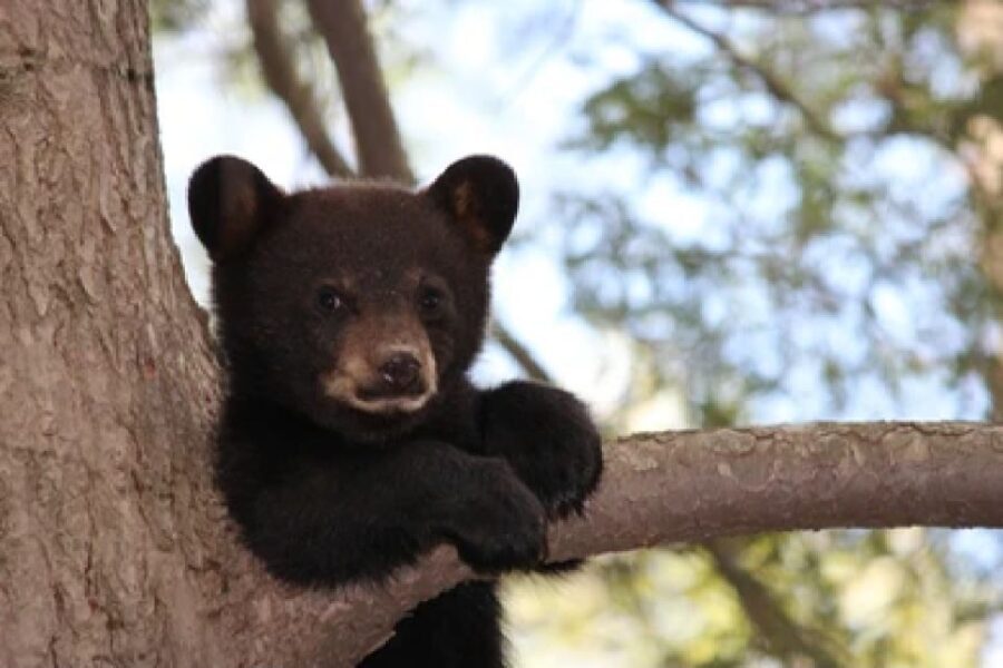 Jackson: Grand Teton National Park Guided Wildlife Tour - The Itinerary in Detail