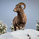 Jackson: Grand Teton & Native American Petroglyph Tour - Key Points