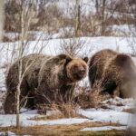 Jackson: Grand Teton Sunrise Safari with Naturalist Guide - Why Choose This Tour