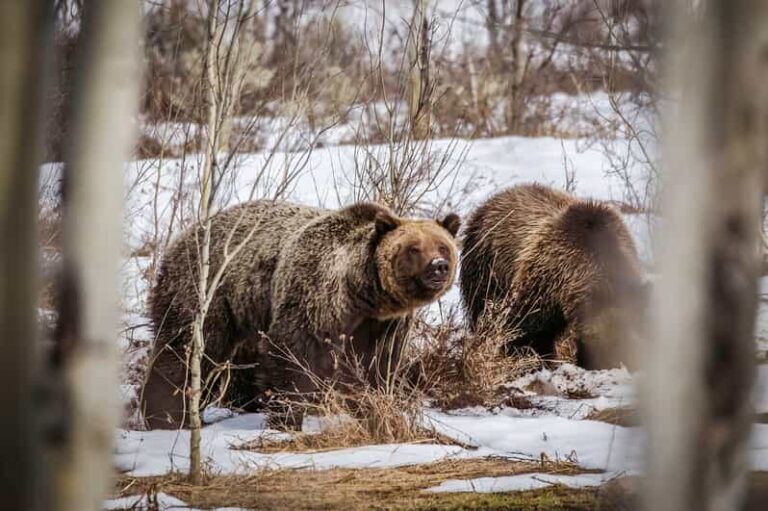 Jackson: Grand Teton Sunrise Safari with Naturalist Guide - Why Choose This Tour