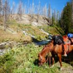 Jackson Hole: Bridger-Teton National Forest Horseback Ride - Who Will Love This Tour?