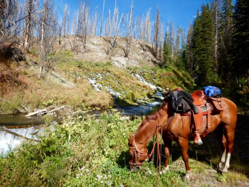 Jackson Hole: Bridger-Teton National Forest Horseback Ride - Who Will Love This Tour?