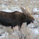 Jackson Hole & Grand Teton Park - Half-Day Wildlife Tour - Afternoon - Who Should Consider This Tour?