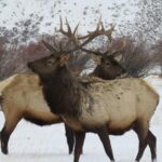 Jackson Hole & Grand Teton Park - Half-Day Wildlife Tour - Morning - Who Is It Best For?