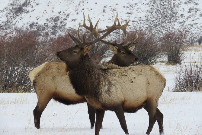 Jackson Hole & Grand Teton Park - Half-Day Wildlife Tour - Morning - Who Is It Best For?