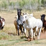 Jackson Hole: Teton View Guided Horseback Ride with Lunch - Analyzing the Value