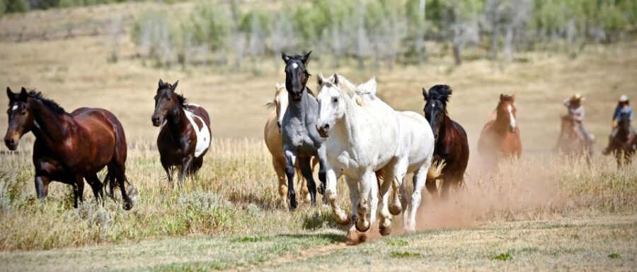 Jackson Hole: Teton View Guided Horseback Ride with Lunch - Analyzing the Value