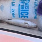 Jacksonville Fishing Charter-23' - Final Thoughts: Is This the Right Choice?