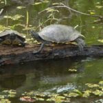 Jean Lafitte 90-Minute Swamp and Bayou Boat Tour - Who Should Consider This Tour?