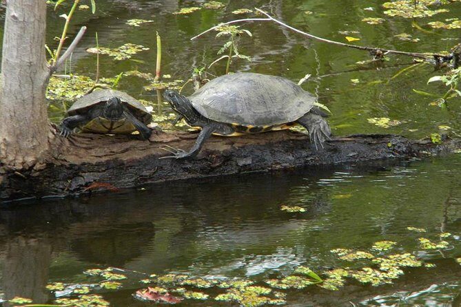 Jean Lafitte 90-Minute Swamp and Bayou Boat Tour - Who Should Consider This Tour?
