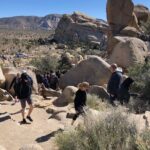 Joshua Tree National Park Driving Tour - What Makes This Tour Stand Out?