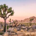 Joshua Tree National Park Offroad Tour - Key Points