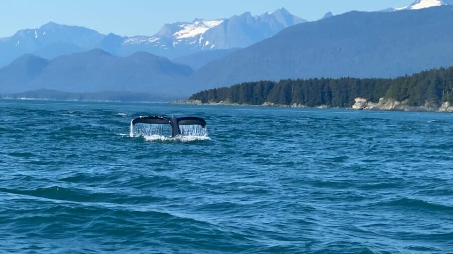 Juneau: Mendenhall Glacier and Whale Watching Tour - The Itinerary in Detail