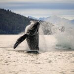 Juneau: Mendenhall Glacier Waterfall & Whale Watching Tour - Key Points