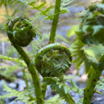 Juneau: Rainforest Photo Safari on a Segway - Concluding Thoughts