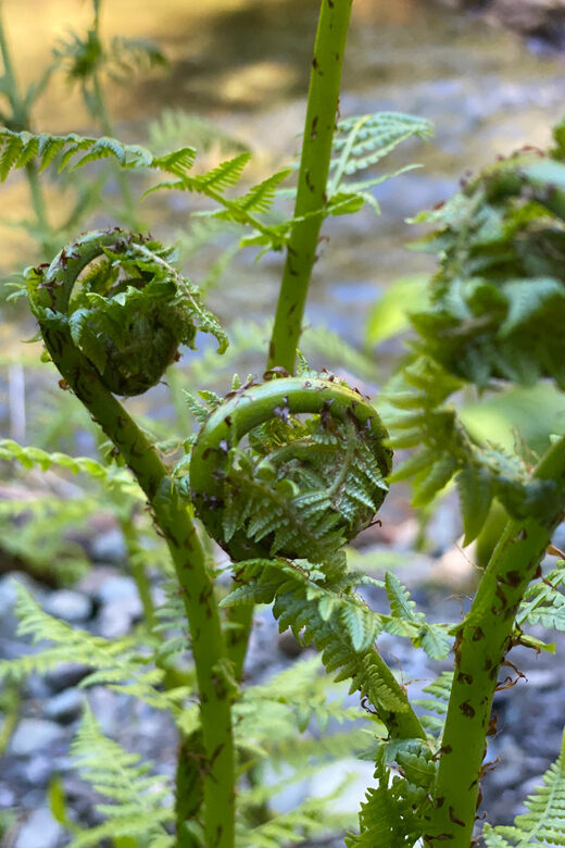 Juneau: Rainforest Photo Safari on a Segway - Concluding Thoughts