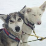 Juneau Shore Excursions: Juneau Helicopter Tour & Dogsledding Experience - Who Will Love This Tour?