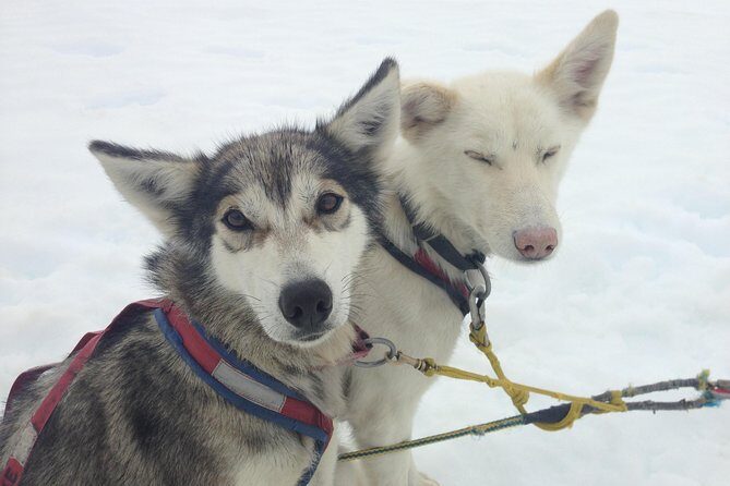 Juneau Shore Excursions: Juneau Helicopter Tour & Dogsledding Experience - Who Will Love This Tour?