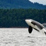 Juneau Whale Watching Adventure - The Search for Whales and Wildlife