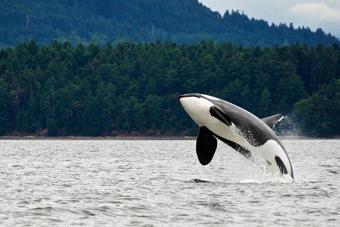 Juneau Whale Watching Adventure - The Search for Whales and Wildlife