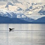 Juneau: Whale Watching and Wildlife Cruise with Local Guide - The Itinerary in Detail