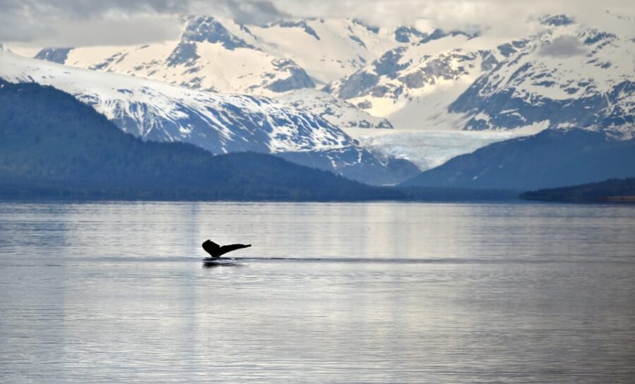 Juneau: Whale Watching and Wildlife Cruise with Local Guide - The Itinerary in Detail