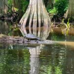 Jupiter: Wild and Scenic Loxahatchee River Kayak Tour - The Itinerary: What to Expect