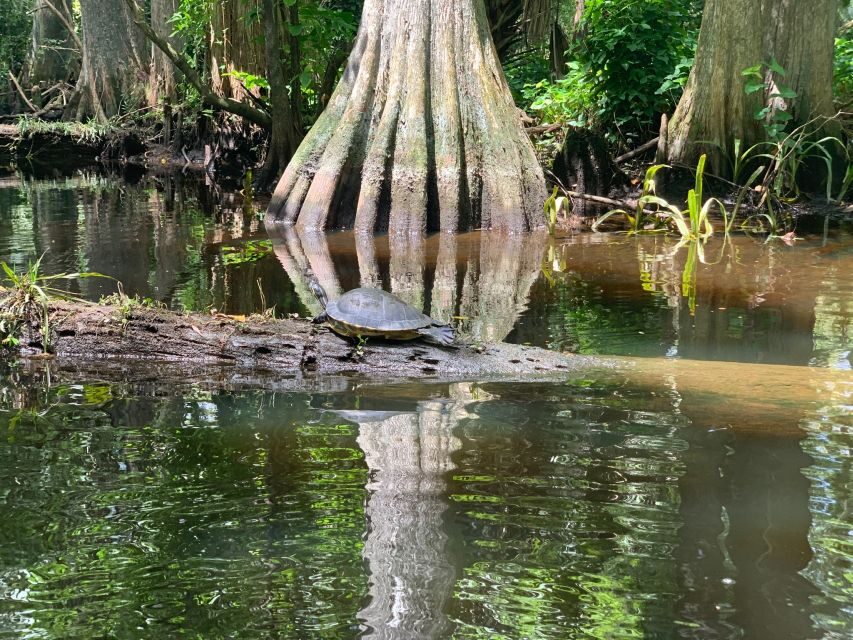 Jupiter: Wild and Scenic Loxahatchee River Kayak Tour - The Itinerary: What to Expect