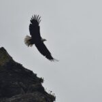 Kachemak Bay Wildlife Tour - The Sum Up