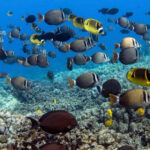 Kailua-Kona: Dolphin Watch & Double-Reef Snorkel Tour - What Sets This Tour Apart