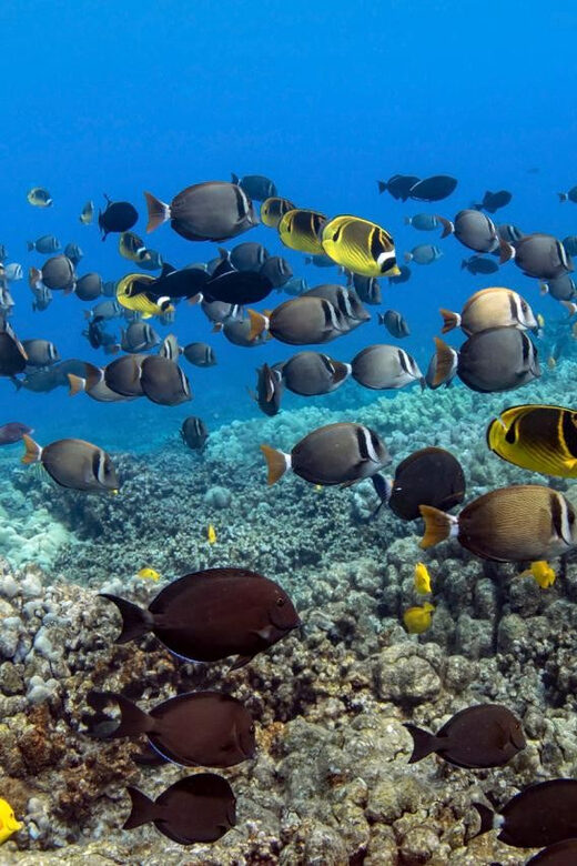 Kailua-Kona: Dolphin Watch & Double-Reef Snorkel Tour - What Sets This Tour Apart