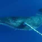 Kailua Kona: Humpback Whale Watching Adventure Cruise - Why This Tour Stands Out