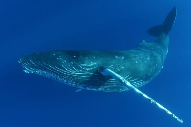Kailua Kona: Humpback Whale Watching Adventure Cruise - Why This Tour Stands Out
