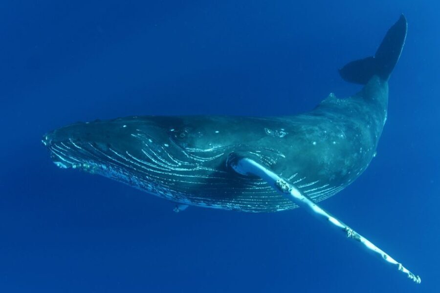 Kailua Kona: Humpback Whale Watching Adventure Cruise - Why This Tour Stands Out