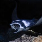 Kailua Kona: Manta Ray Night Snorkel Tour with Guide - The Experience in Detail