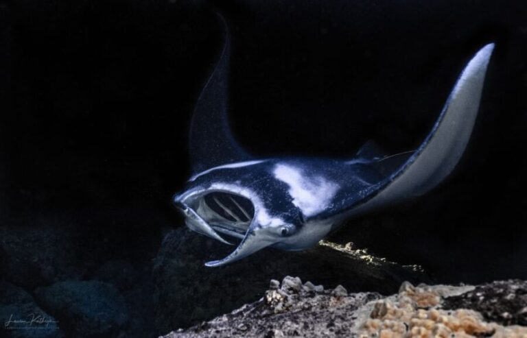 Kailua Kona: Manta Ray Night Snorkel Tour with Guide - The Experience in Detail