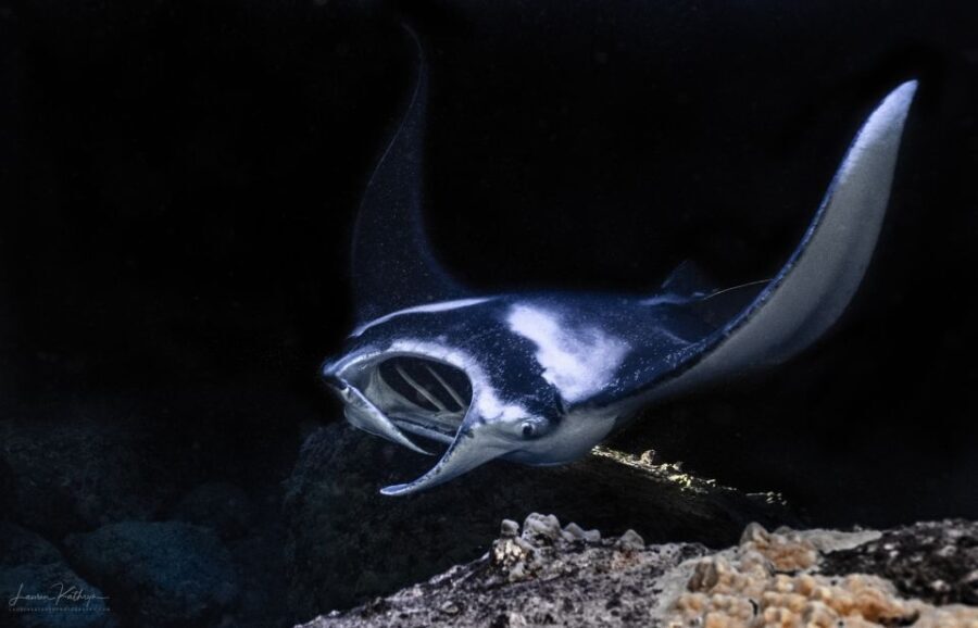 Kailua Kona: Manta Ray Night Snorkel Tour with Guide - The Experience in Detail