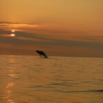 Kailua-Kona: Pacific Humpback Whale Watch Excursion - Who Should Consider This Tour?