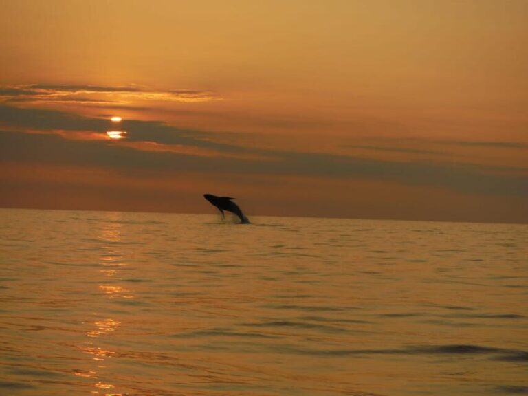 Kailua-Kona: Pacific Humpback Whale Watch Excursion - Who Should Consider This Tour?