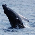 Kailua-Kona: Whale Watching Cruise on the Big Island - Listening to the Symphony: Whale Songs via Hydrophone