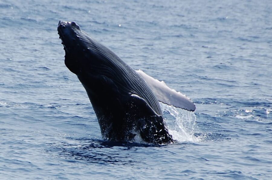 Kailua-Kona: Whale Watching Cruise on the Big Island - Listening to the Symphony: Whale Songs via Hydrophone